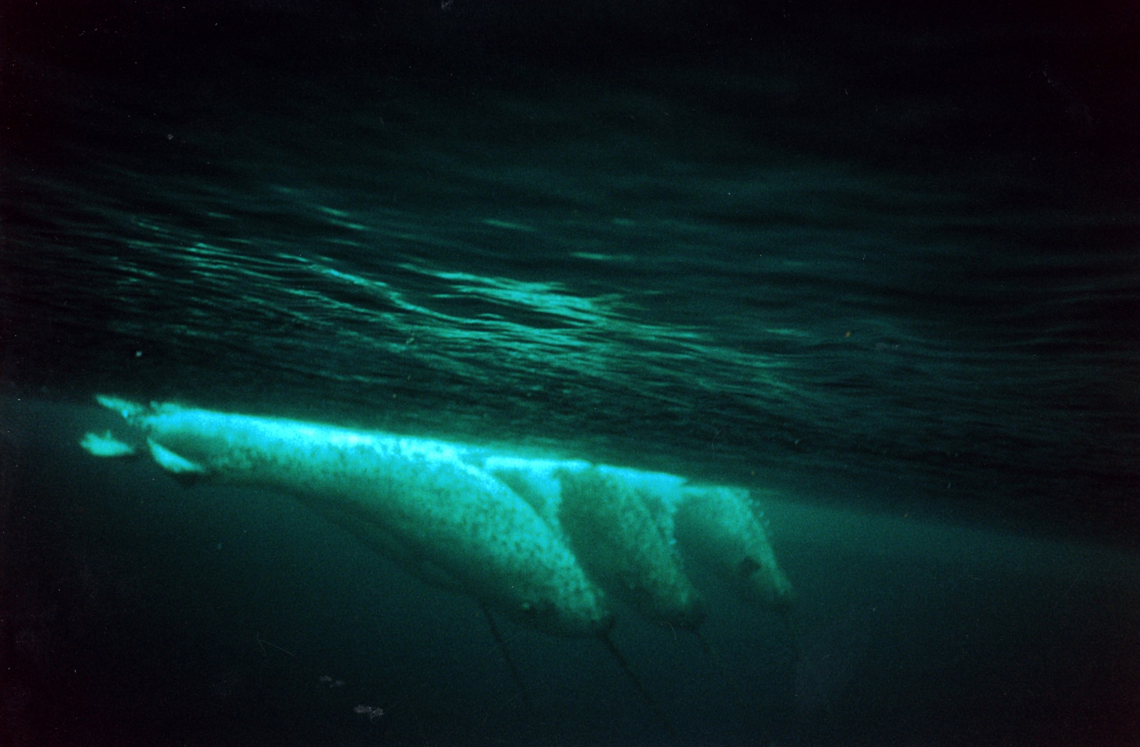 The Story Of A Migrating Narwhal - Arctic Kingdom