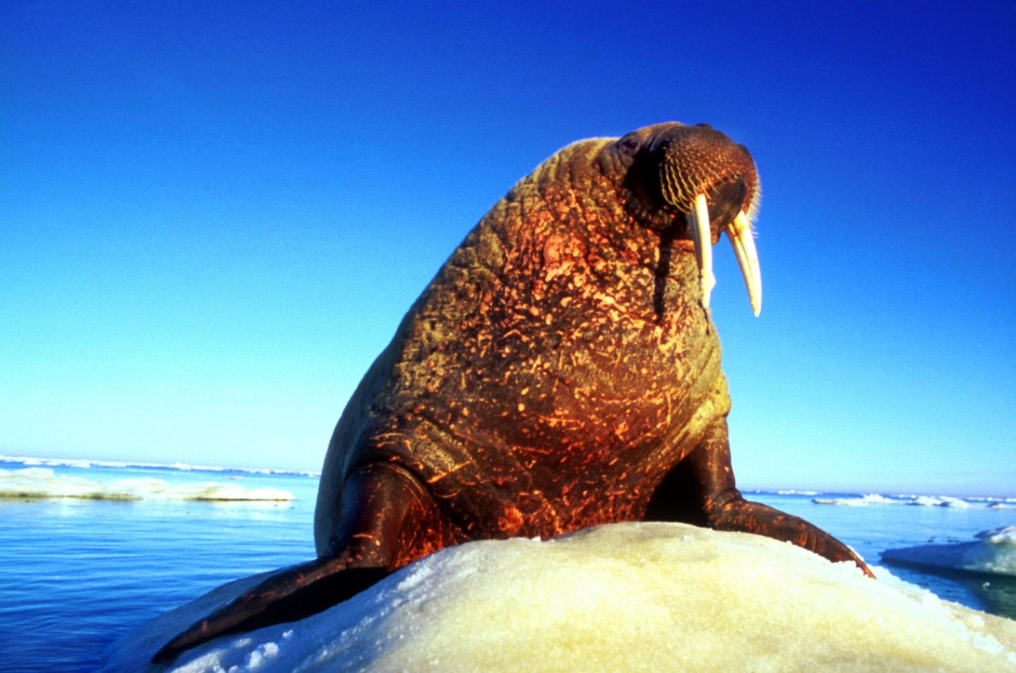 8 tips for Arctic wildlife photography | Arctic Kingdom