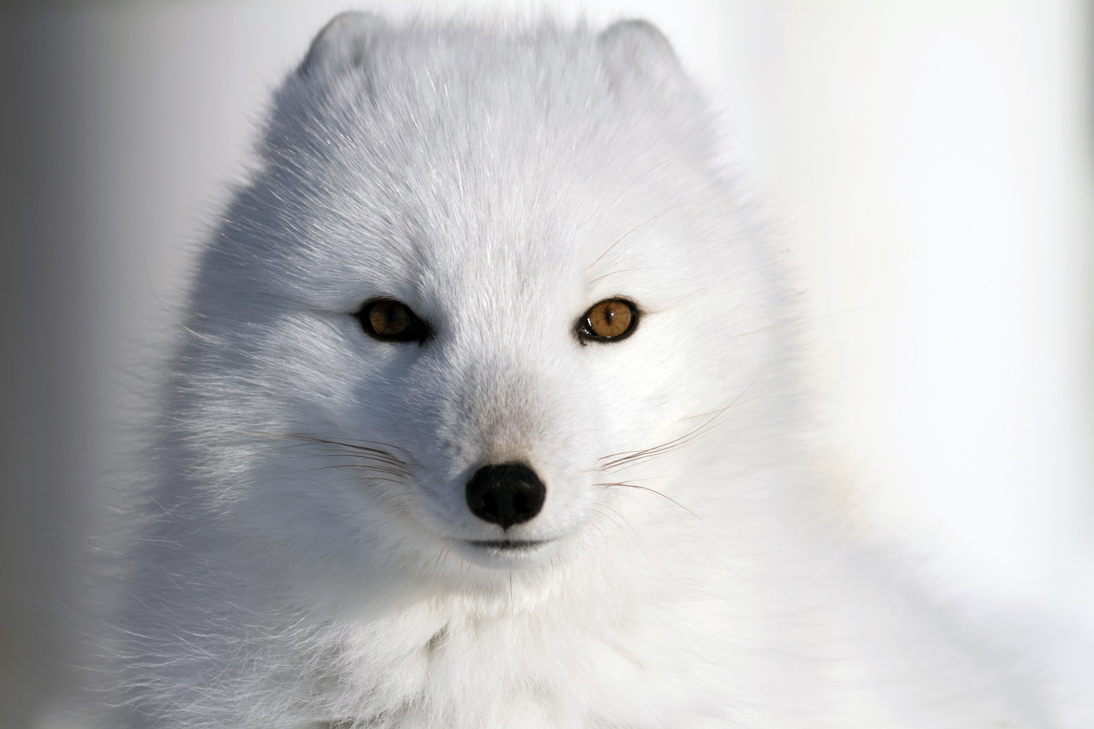 Our Top Arctic Fox Photos - Arctic Kingdom
