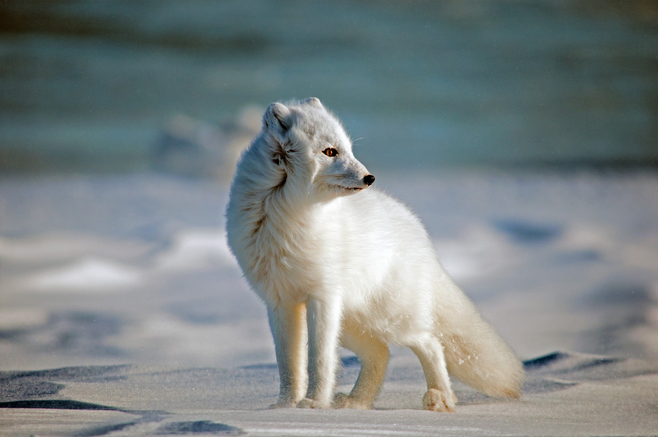 Our Top Arctic Fox Photos - Arctic Kingdom