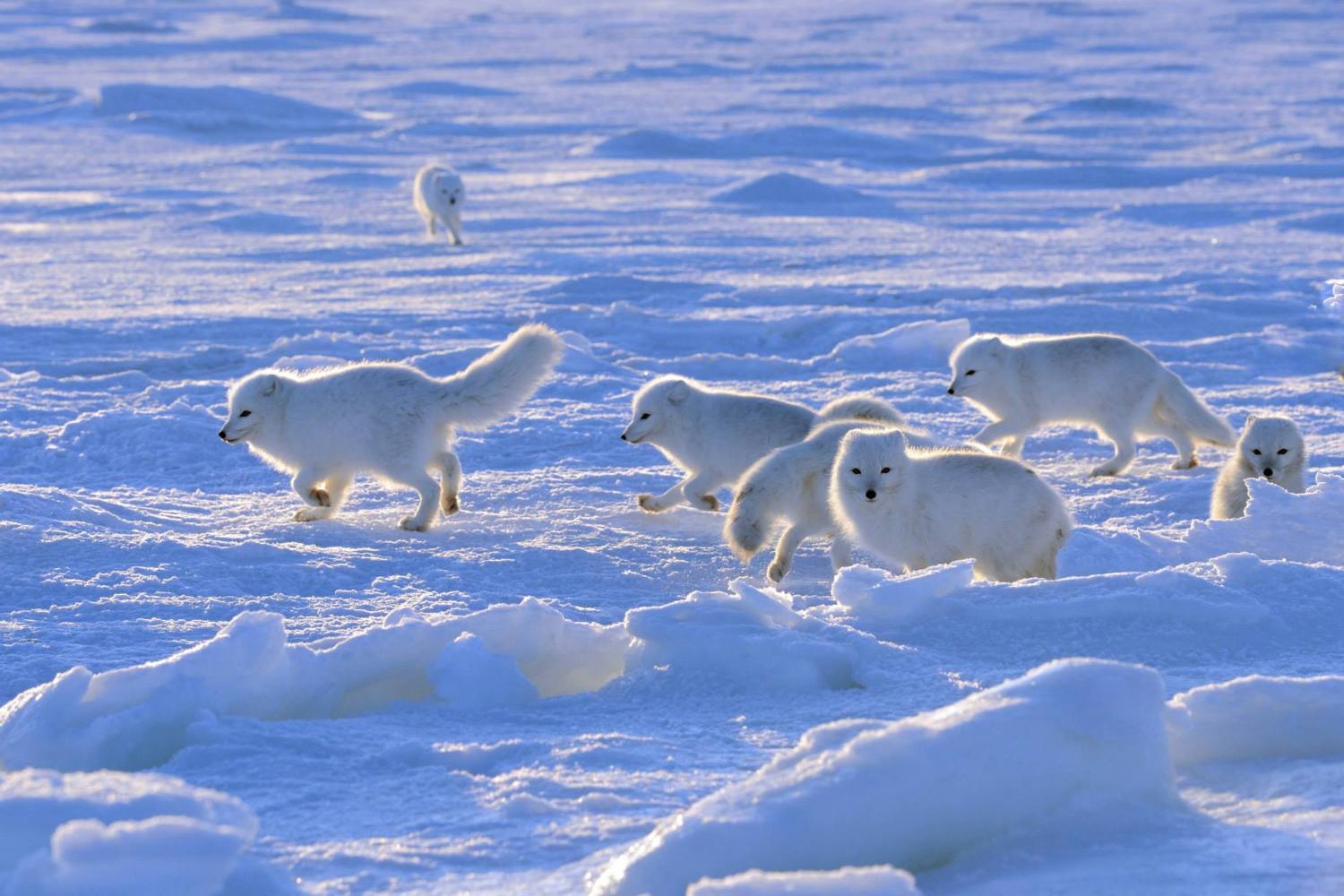Our Top Arctic Fox Photos - Arctic Kingdom
