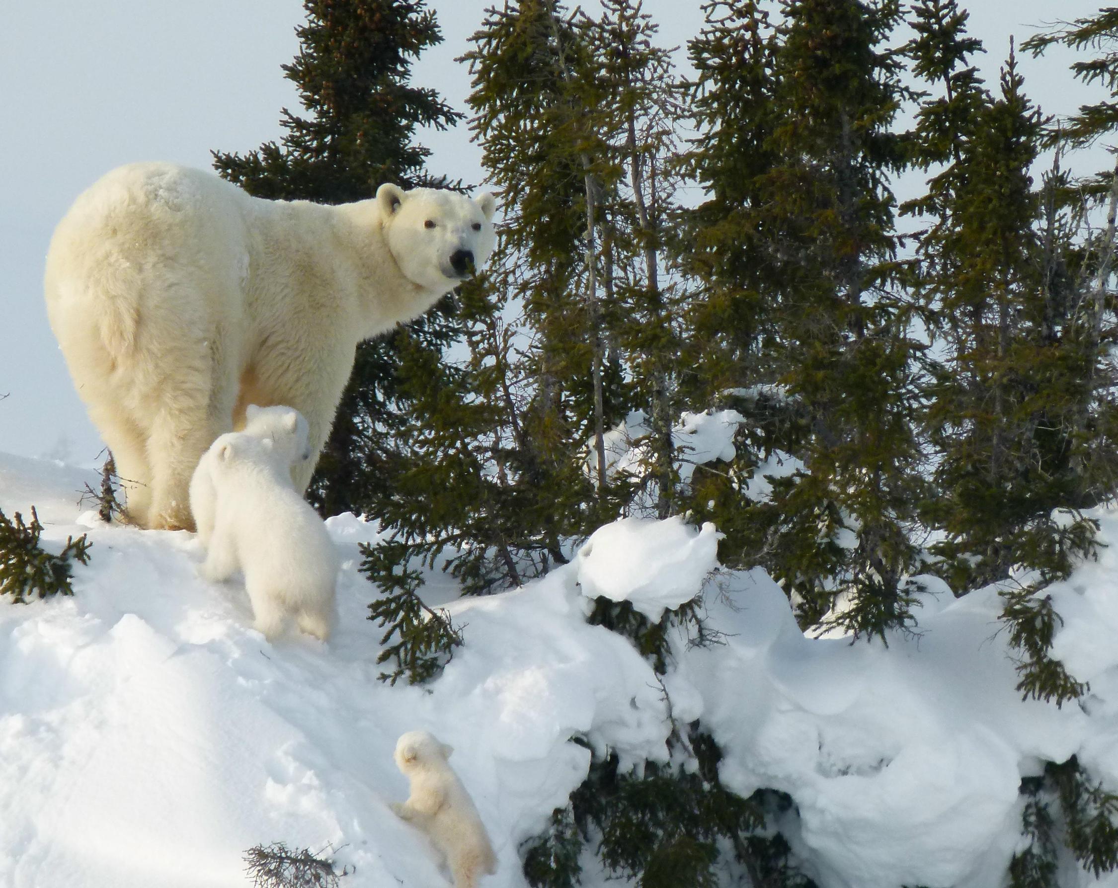 Female Polar Bears Are Truly The Queens Of The Arctic