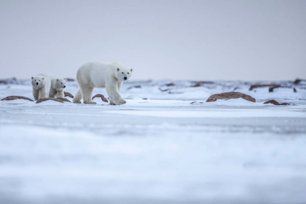 Polar Bear Seasonal Habits & Challenges | Arctic Kingdom