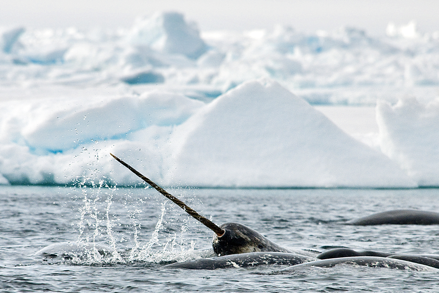 7 Amazing Things To Do In The Arctic - Arctic Kingdom