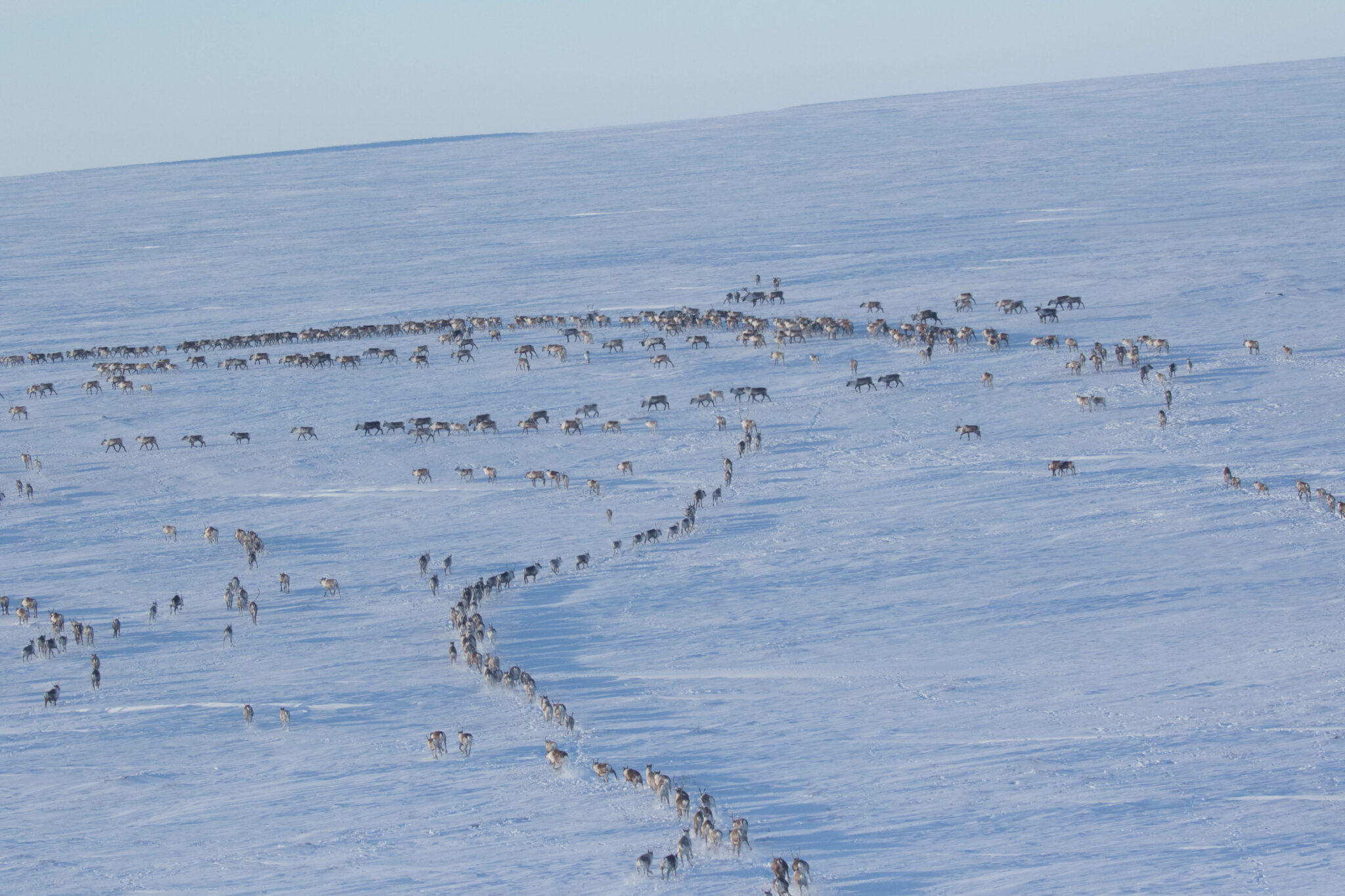 Fast Facts Caribou: Reindeer vs. Caribou - Arctic Kingdom