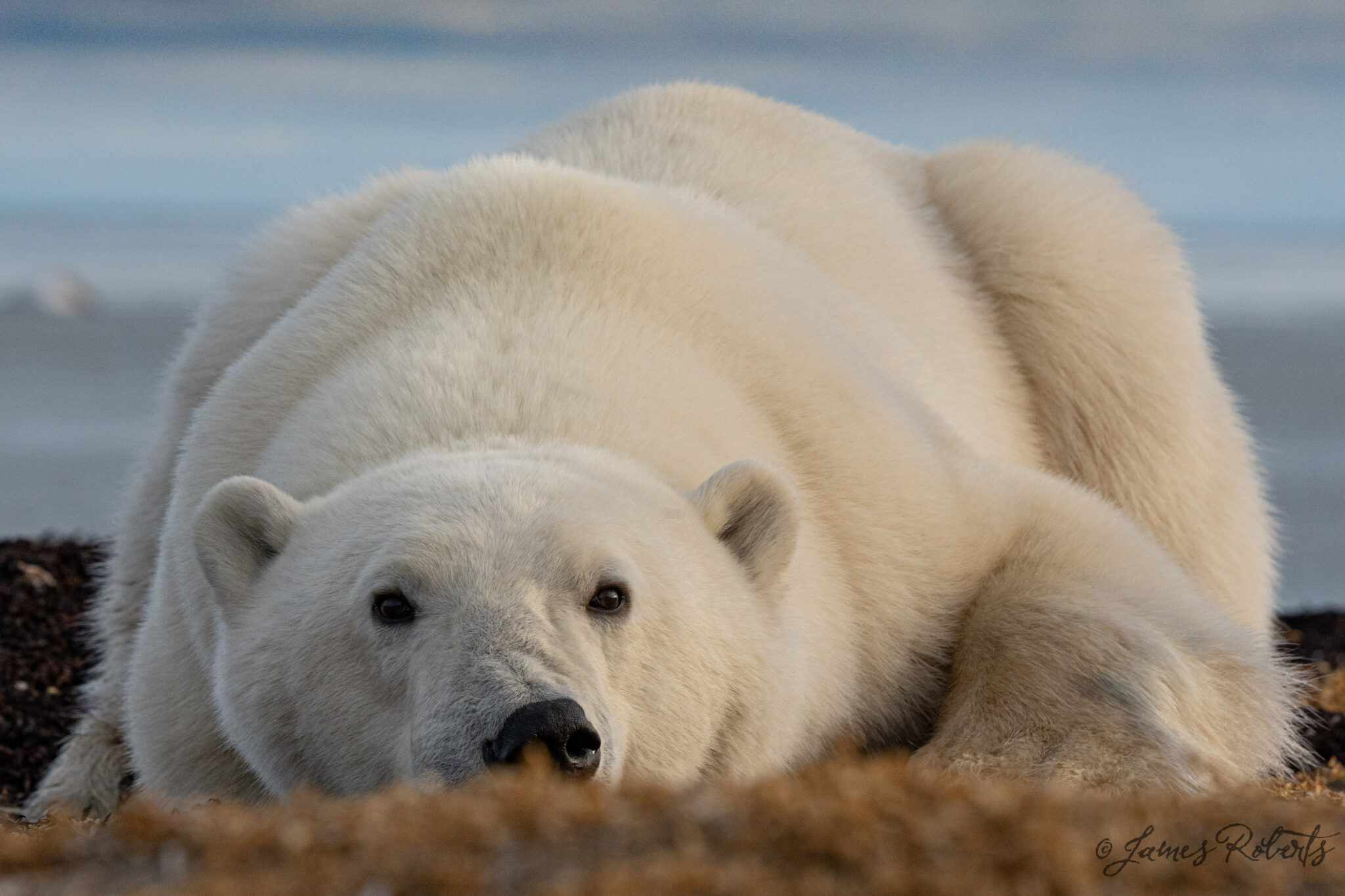 Polar Bears Are Migrating Right Now & You Can See It