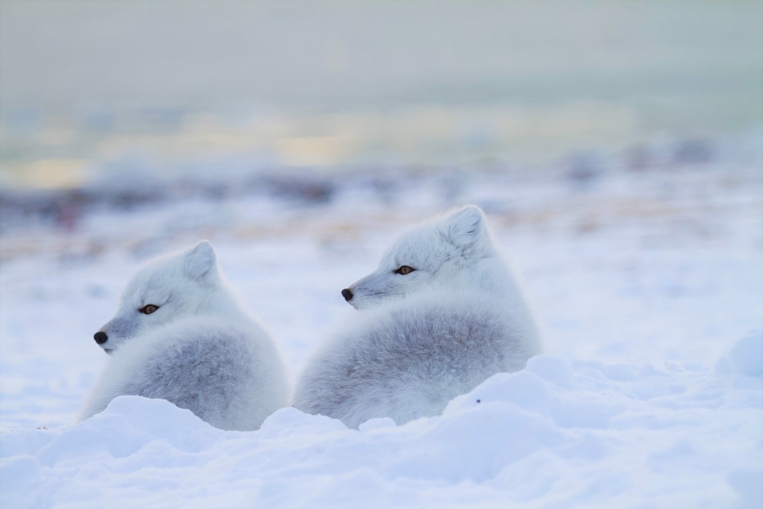 Our Top Arctic Fox Photos - Arctic Kingdom