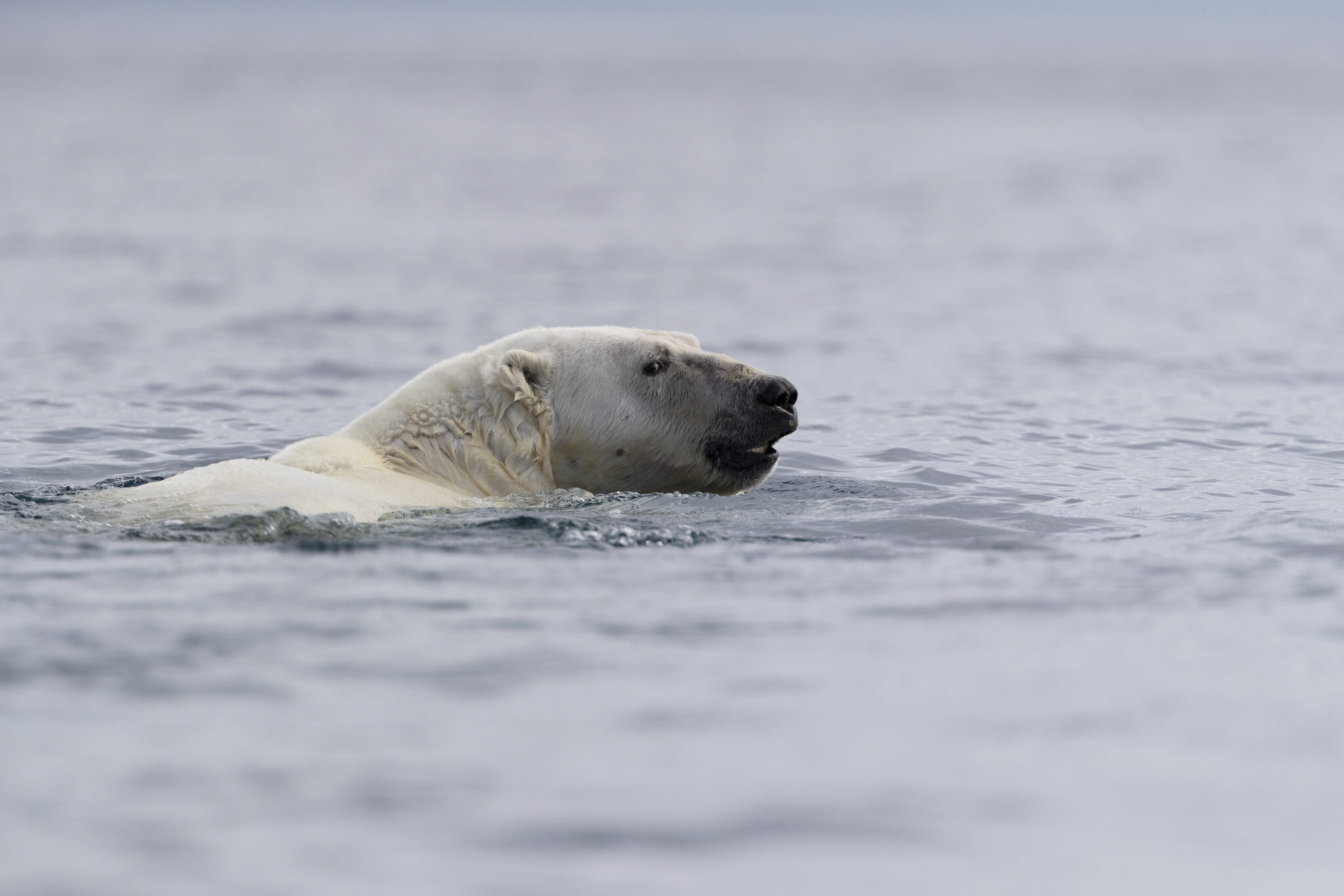 Summer In The Arctic: A Photographic Tour - Arctic Kingdom