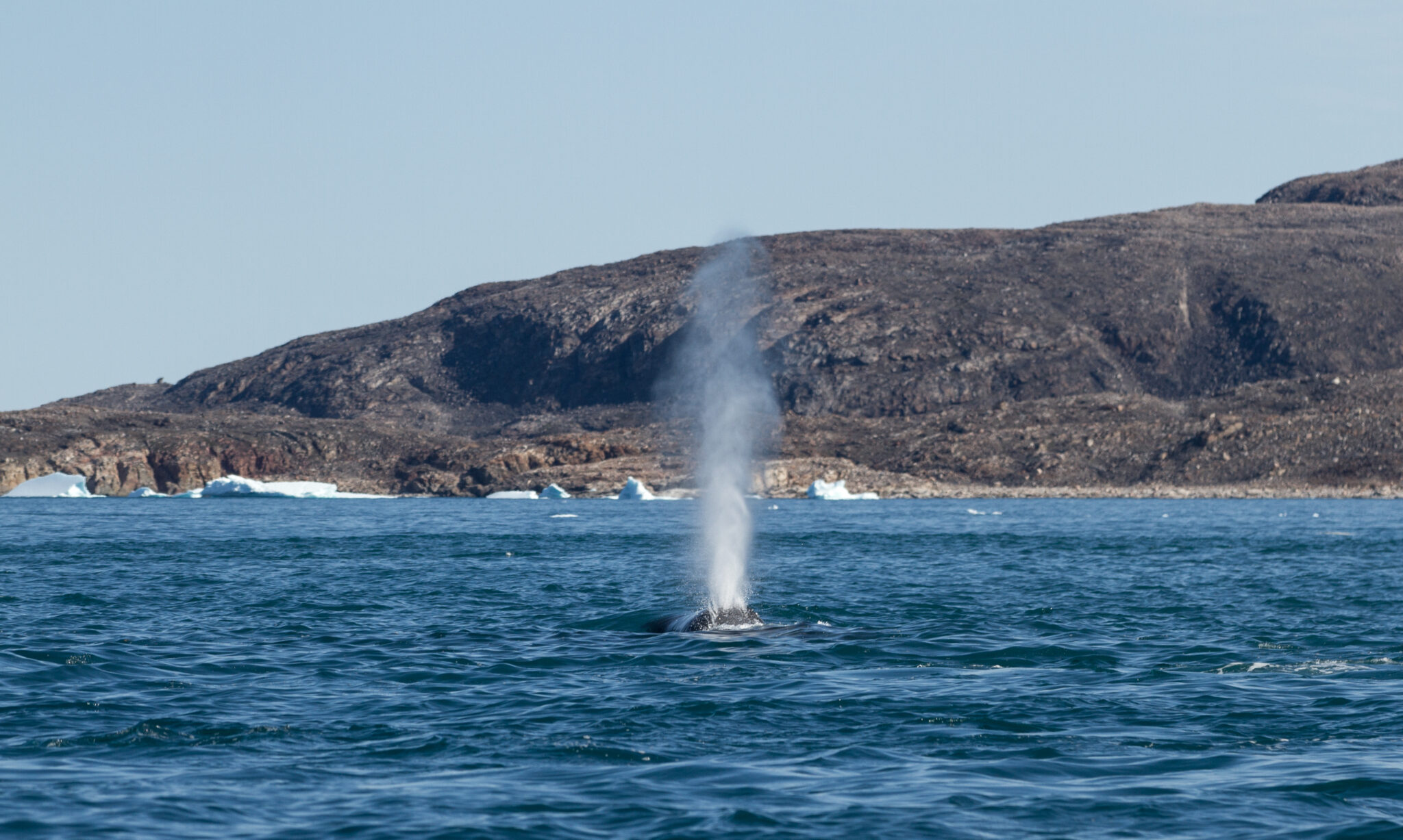 The Mystery of the Oldest Bowhead Whale - Arctic Kingdom