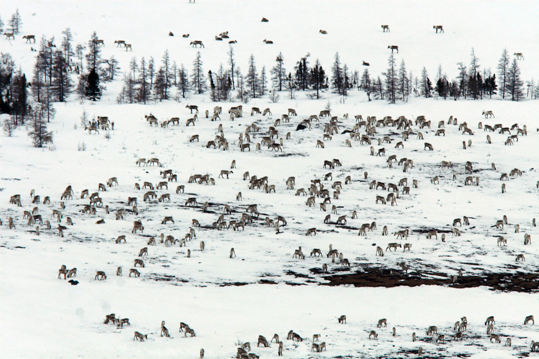 Fast Facts Caribou: Reindeer vs. Caribou - Arctic Kingdom