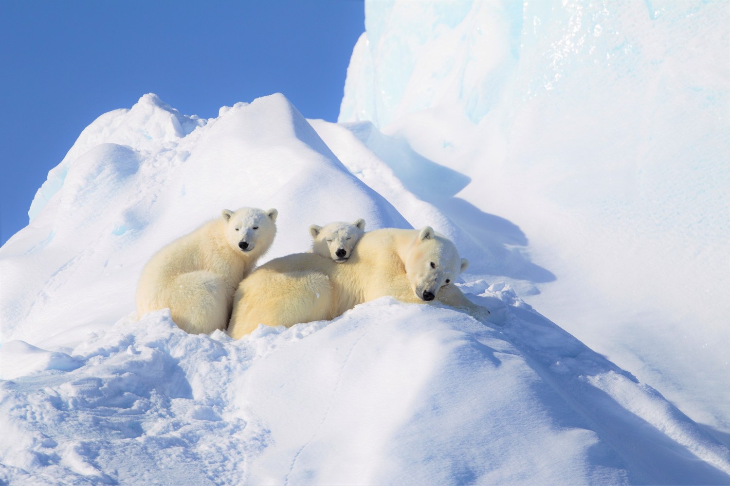 20 Fast Facts About Nunavut - Arctic Kingdom