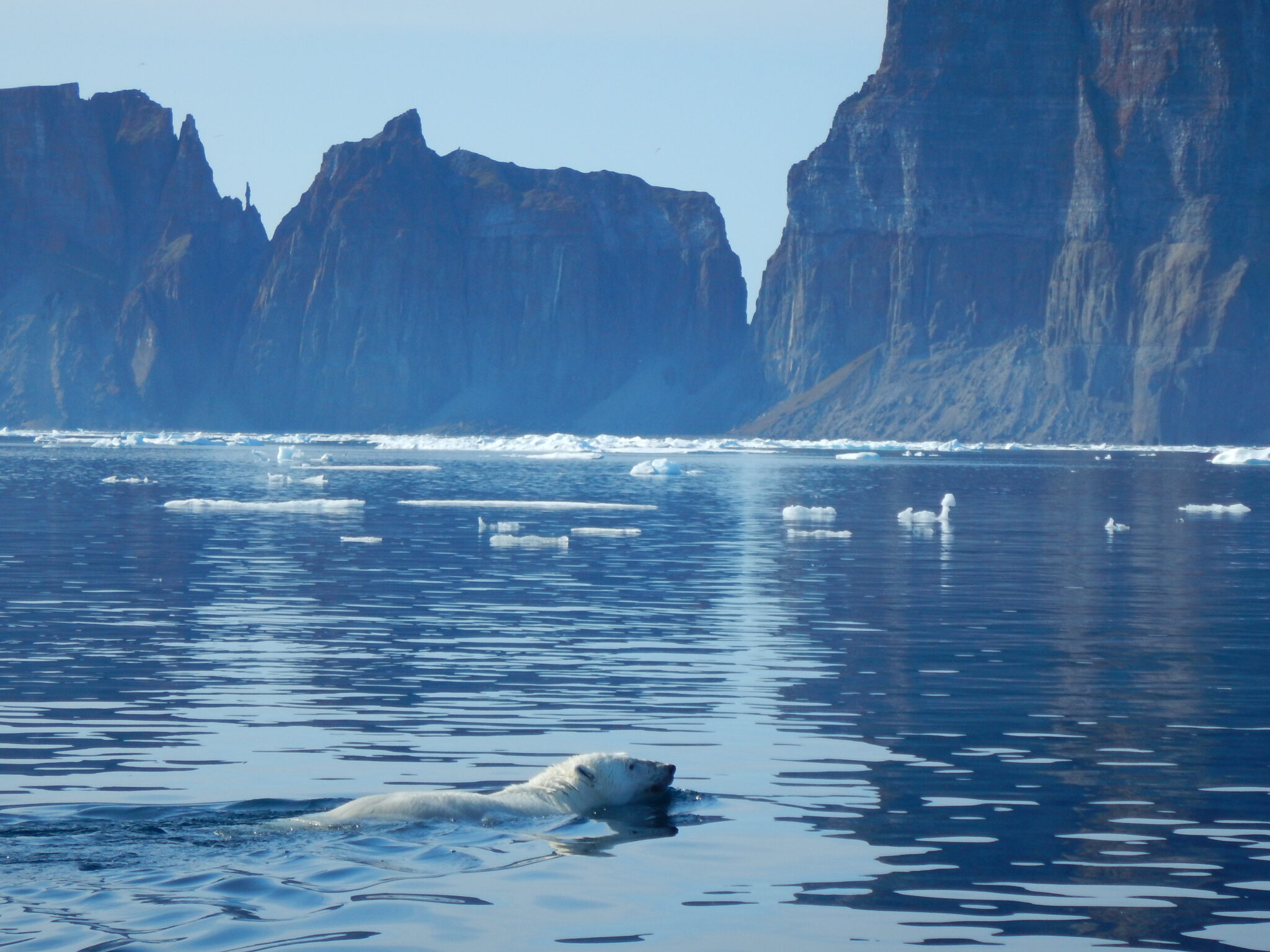 Why Polar Bears Spend Their Summers Along the Coast