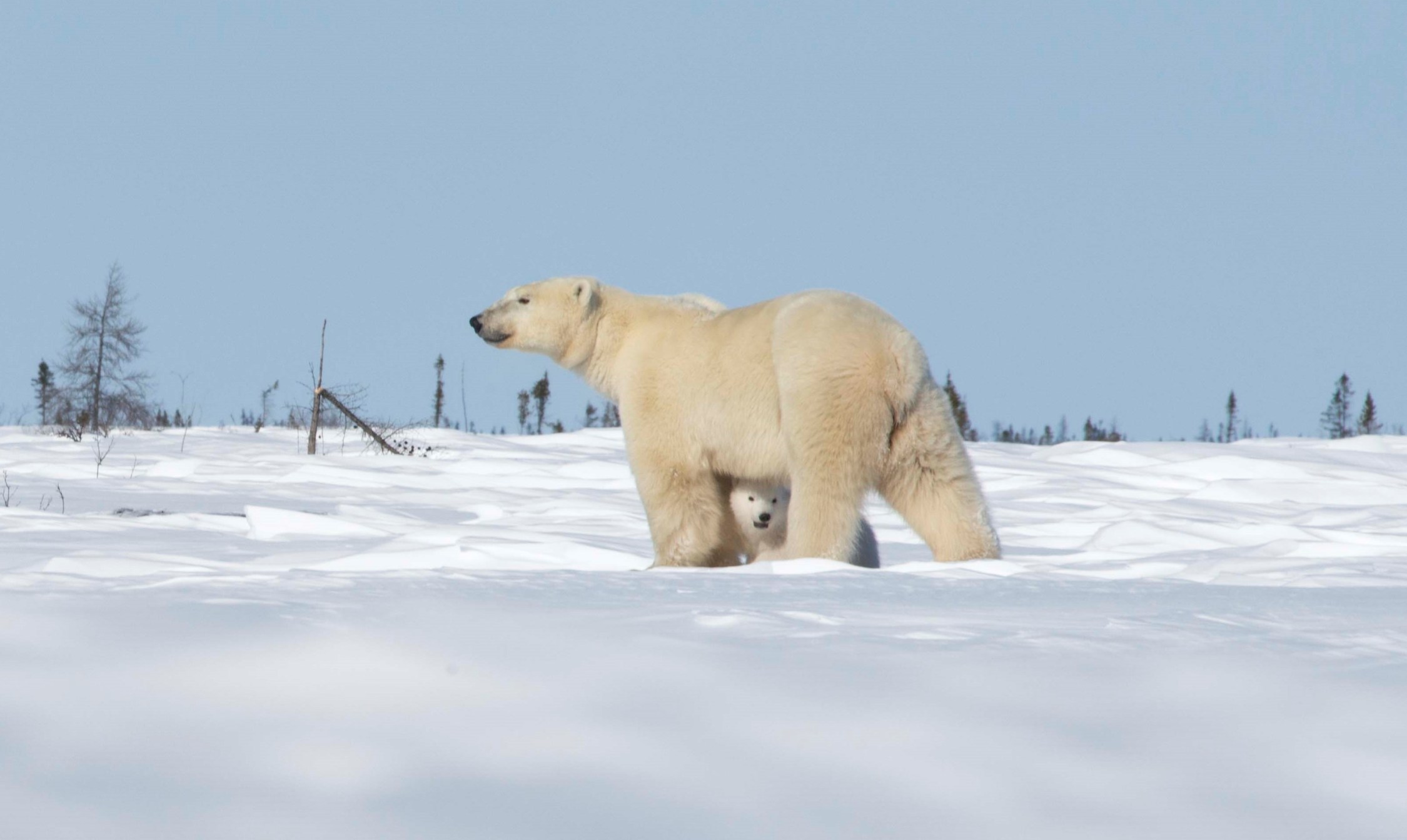 Female Polar Bears Are Truly The Queens Of The Arctic