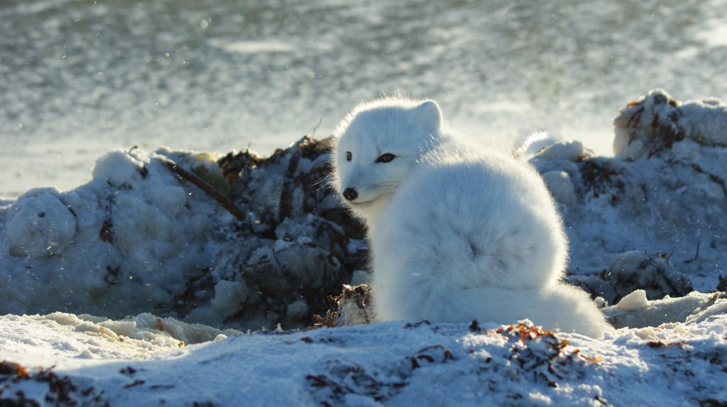 Our Top Arctic Fox Photos - Arctic Kingdom