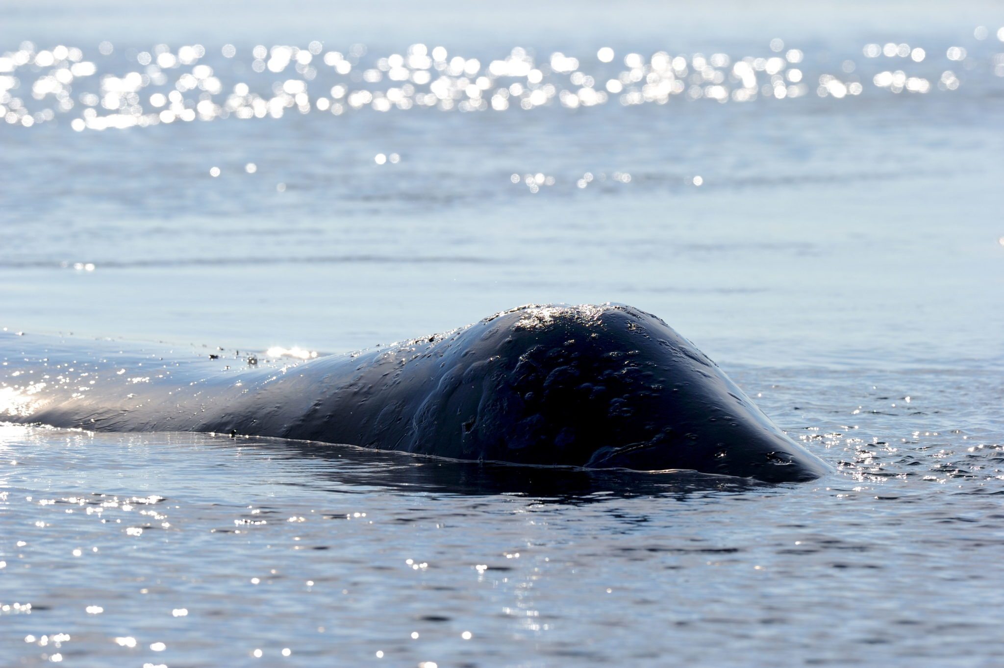 Top 10 Fun Bowhead Whale Facts | Arctic Kingdom