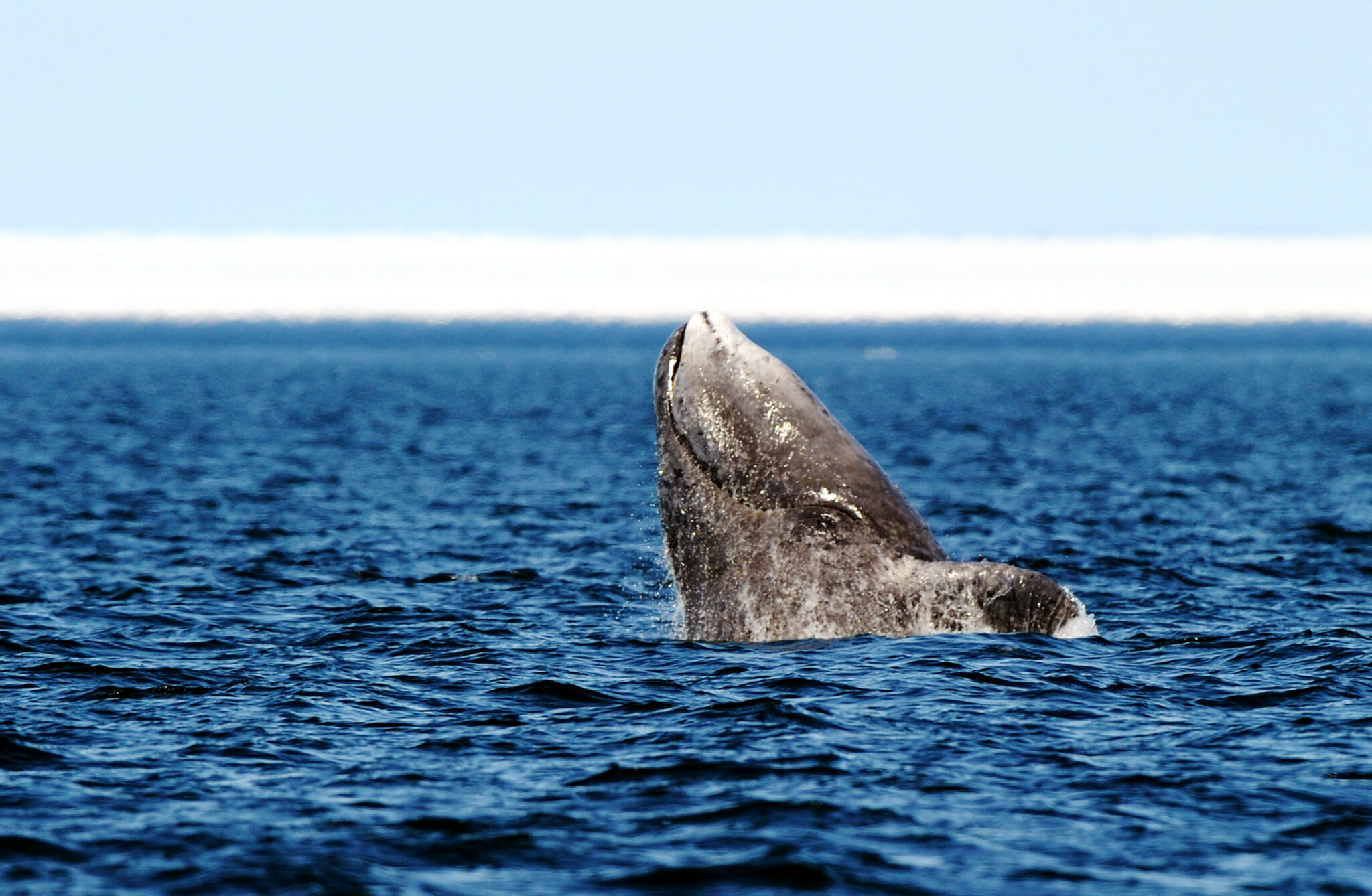 The Mystery of the Oldest Bowhead Whale - Arctic Kingdom