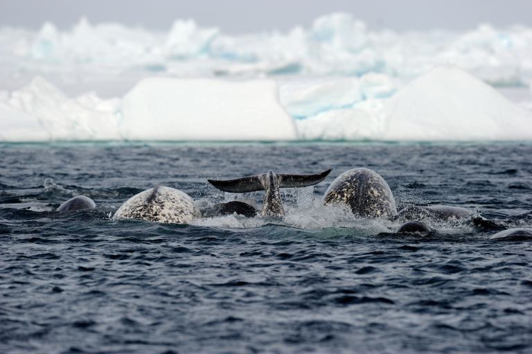 Narwhal Tusk Facts: Did You Know? | Arctic Kingdom