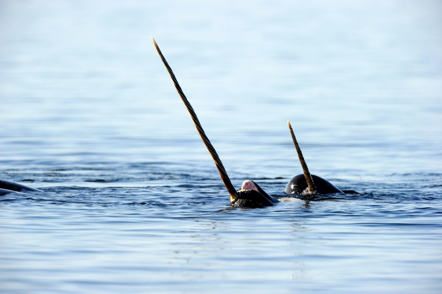 Narwhal Tusk Facts: Did You Know? | Arctic Kingdom