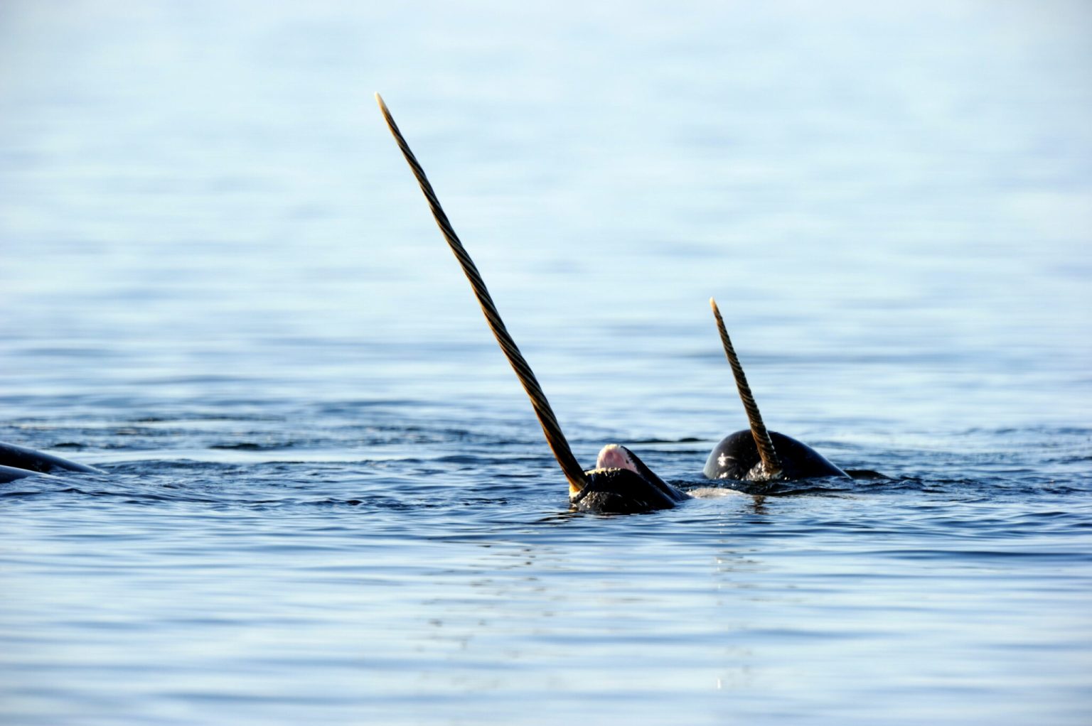 Why Narwhal Are So Elusive & How To See Them