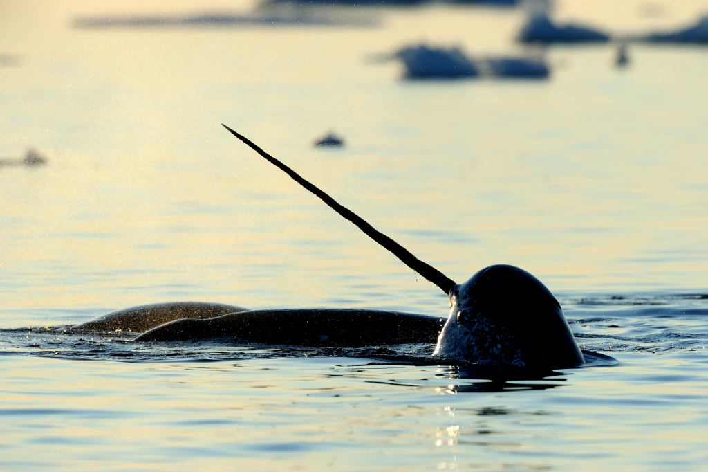 Narwhal Tusk Facts: Did You Know? | Arctic Kingdom