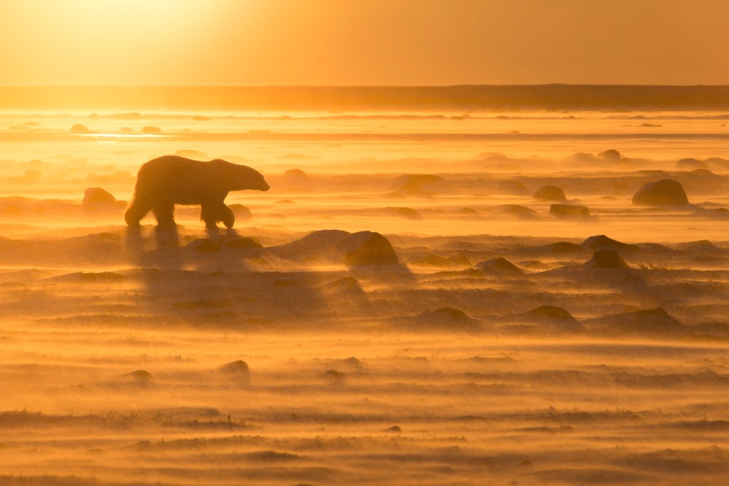 7 Amazing Things To Do In The Arctic - Arctic Kingdom