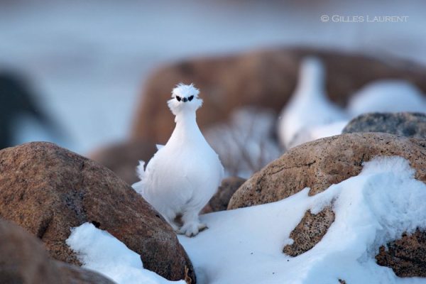 The Best of Baffin Island Wildlife Encounters