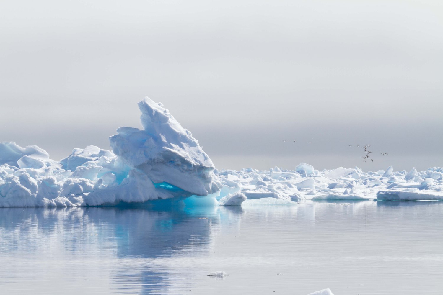 Polar Bears: How They've Adapted To Their Arctic Realm