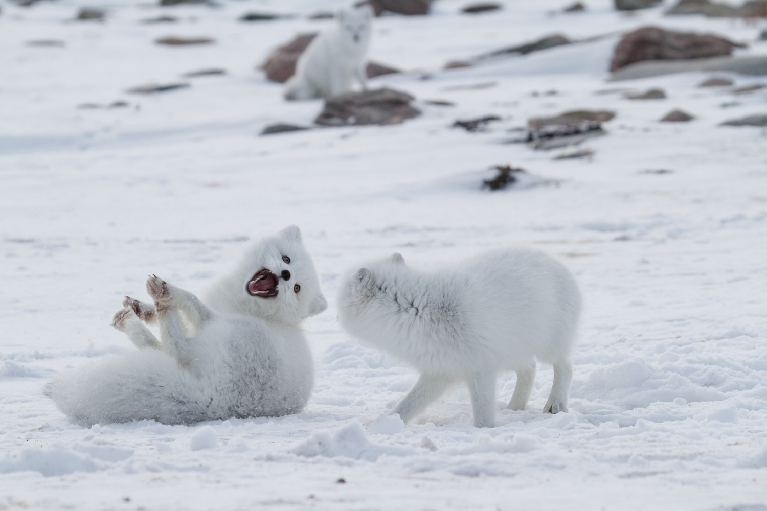 Arctic Wildlife Behaviour: Photographing Wild Personalities Arctic Wildlife Behaviour: Photographing Wild Personalities