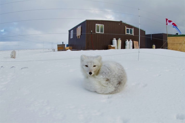 Our Top Arctic Fox Photos - Arctic Kingdom
