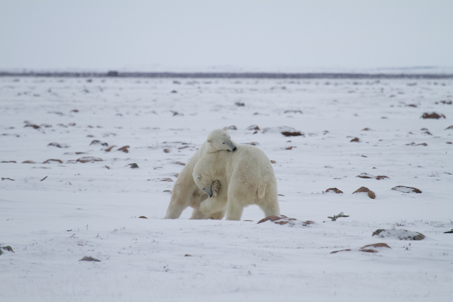 Polar Bear Seasonal Habits & Challenges | Arctic Kingdom