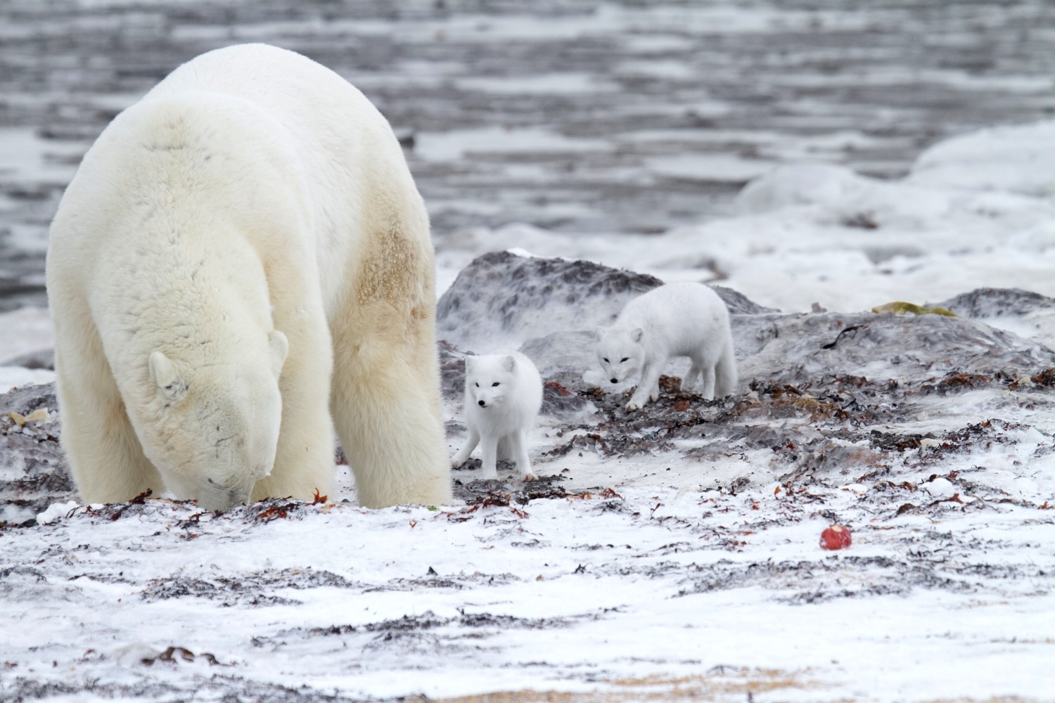 Other Amazing Animals to See On Our Polar Bear Safaris
