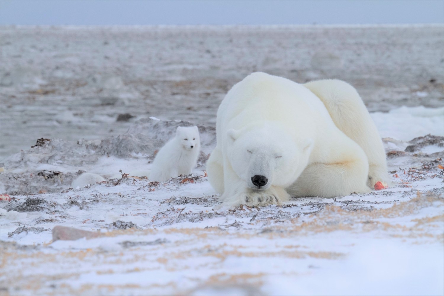Spring Thaw in the Arctic - Arctic Kingdom