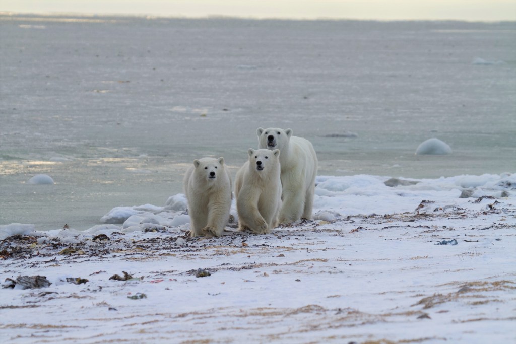 Polar Bear Seasonal Habits & Challenges | Arctic Kingdom