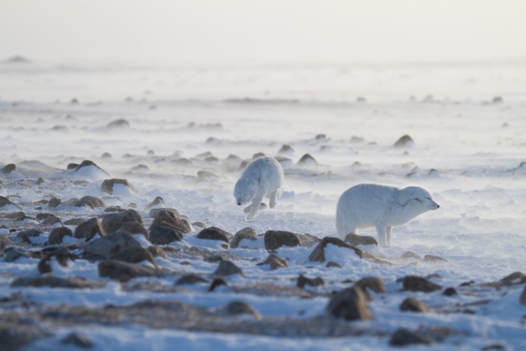 Our Top Arctic Fox Photos - Arctic Kingdom