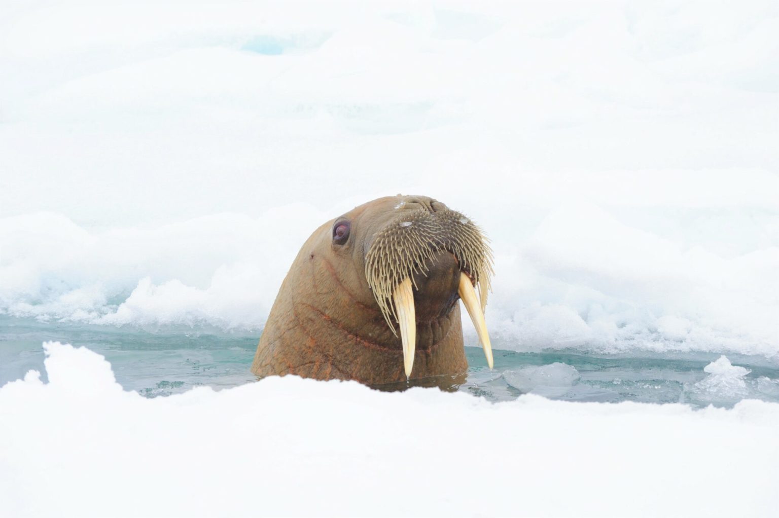 Where To See Walruses - Arctic Kingdom
