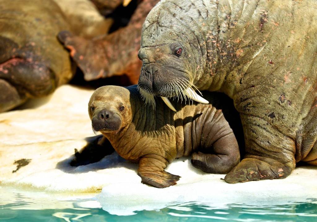 Get To Know: The Walrus - Arctic Kingdom