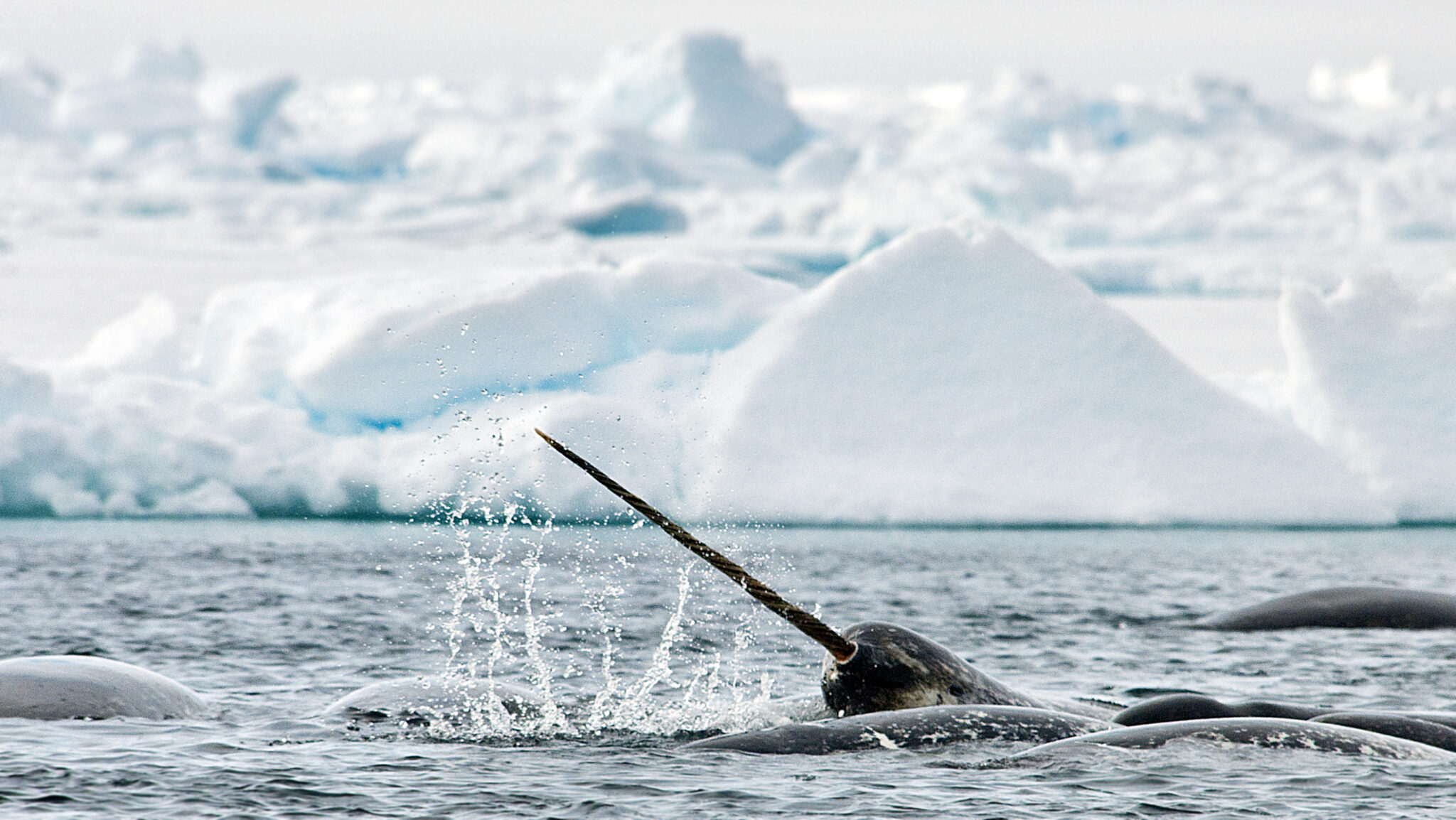 Why Narwhal Are So Elusive & How To See Them