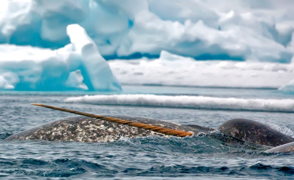 Narwhal Tusk Facts: Did You Know? | Arctic Kingdom