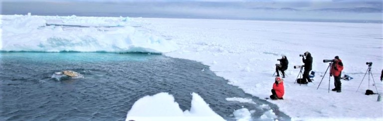 What Is The Floe Edge? - Arctic Kingdom