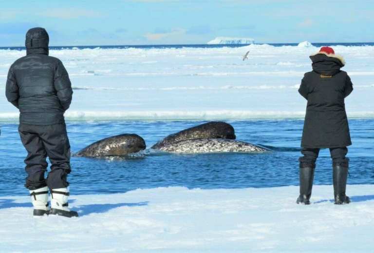 A Day In The Life Of A Floe Edge Safari - Arctic Kingdom