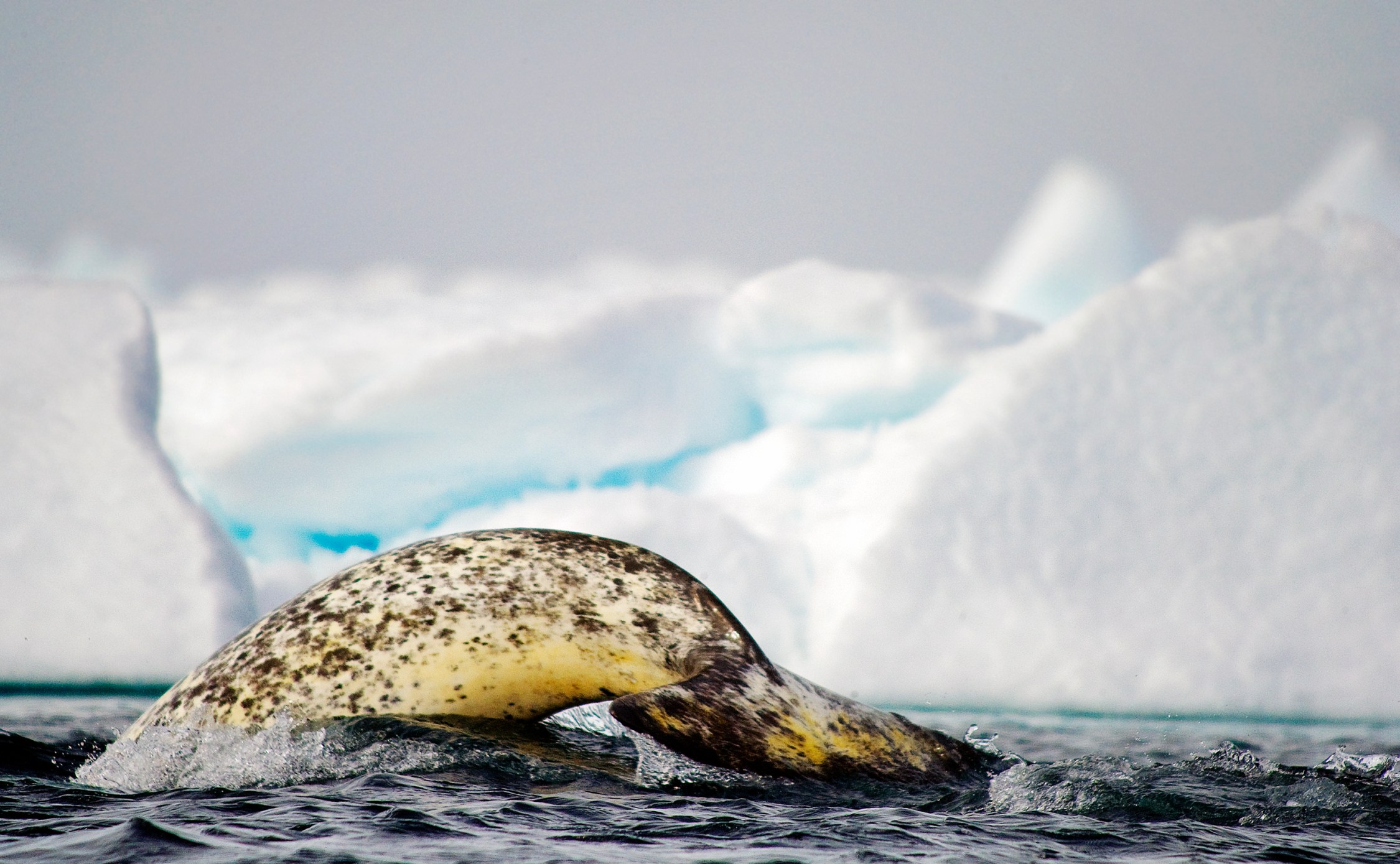 The Story Of A Migrating Narwhal - Arctic Kingdom