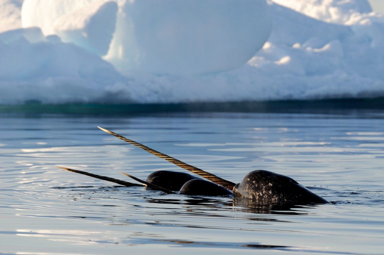 The Story Of A Migrating Narwhal - Arctic Kingdom