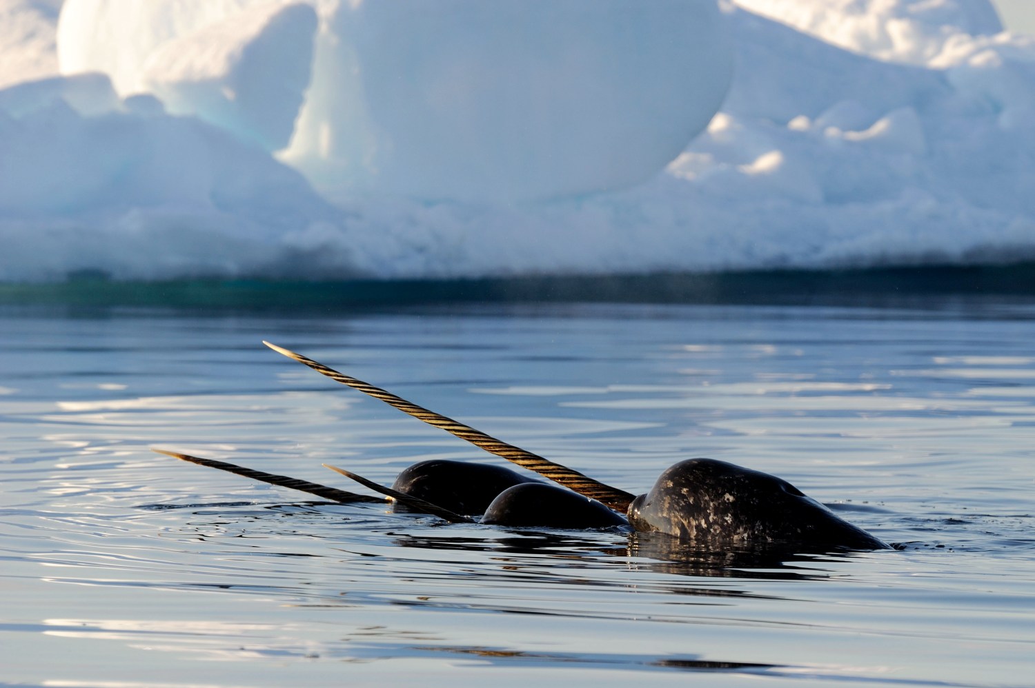 The Story Of A Migrating Narwhal - Arctic Kingdom