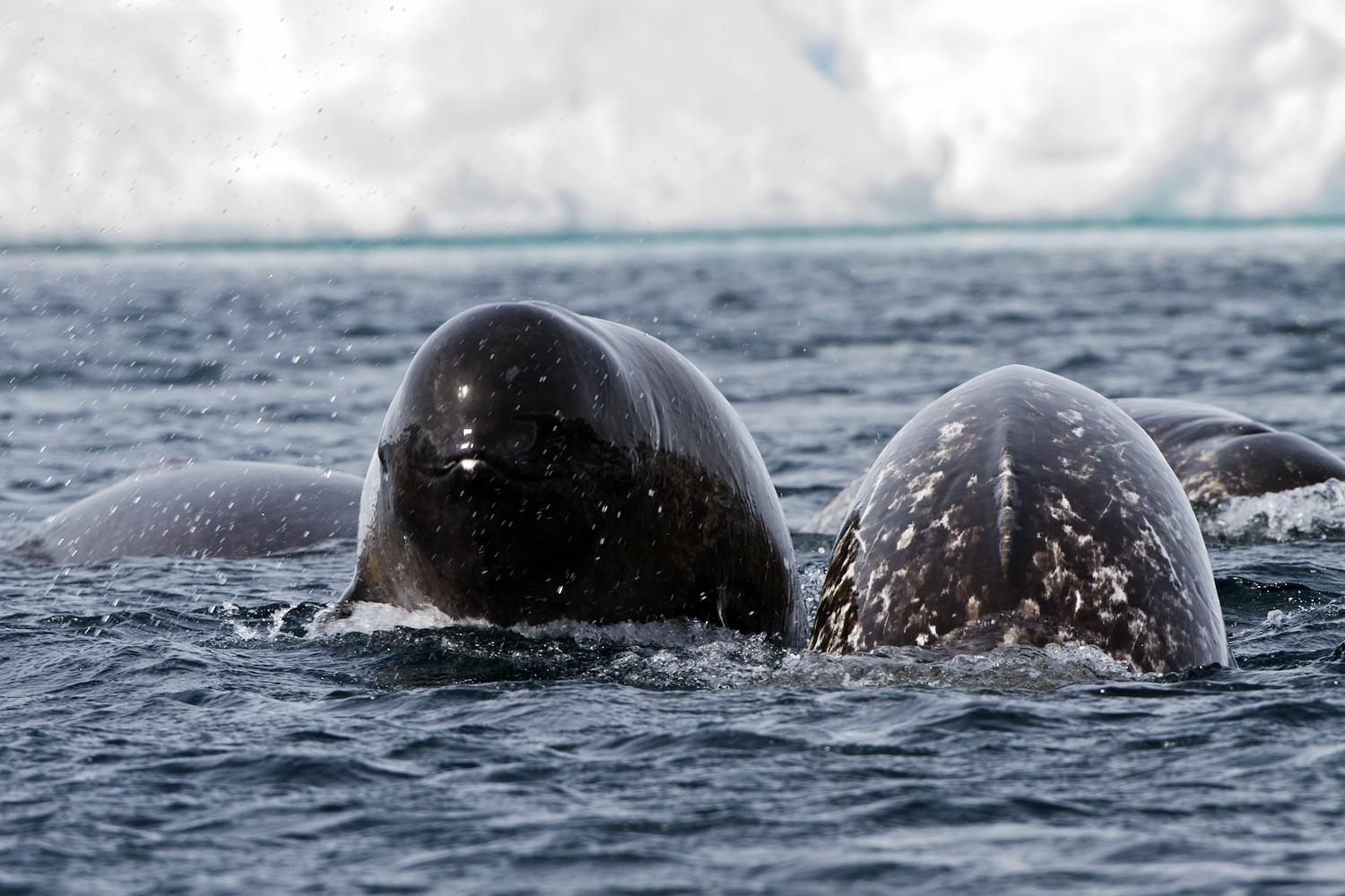 Narwhal Tusk Facts: Did You Know? | Arctic Kingdom