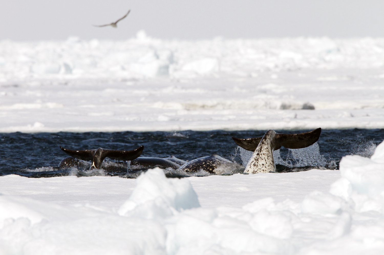 When is the Best Time to Visit the Floe Edge?