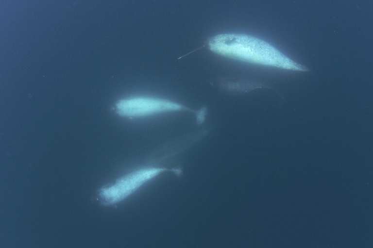 Where to See Narwhal in the Arctic | Arctic Kingdom