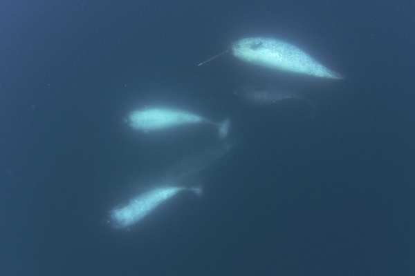Where to See Narwhal in the Arctic | Arctic Kingdom