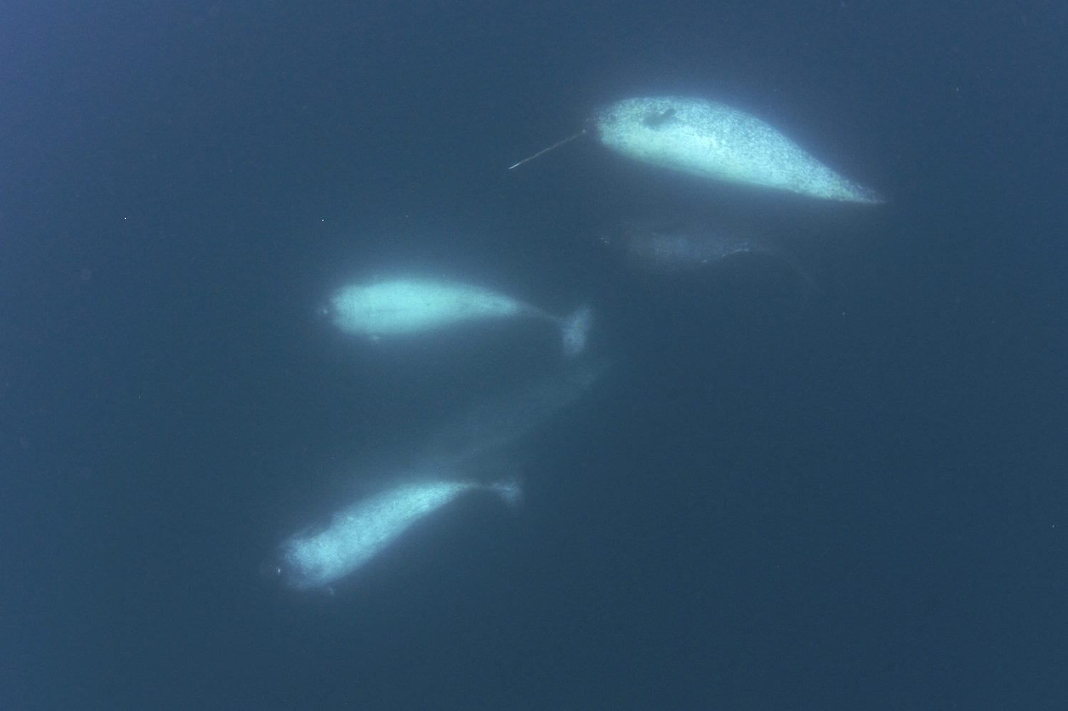 Where to See Narwhal in the Arctic | Arctic Kingdom