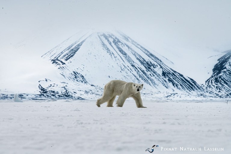 Encountering the Lords of the Arctic on Polar Bear Safaris - Arctic Kingdom