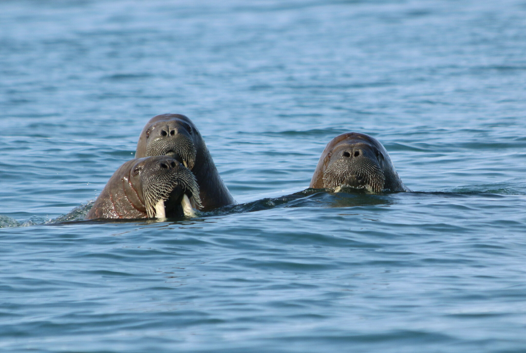 Where To See Walruses - Arctic Kingdom